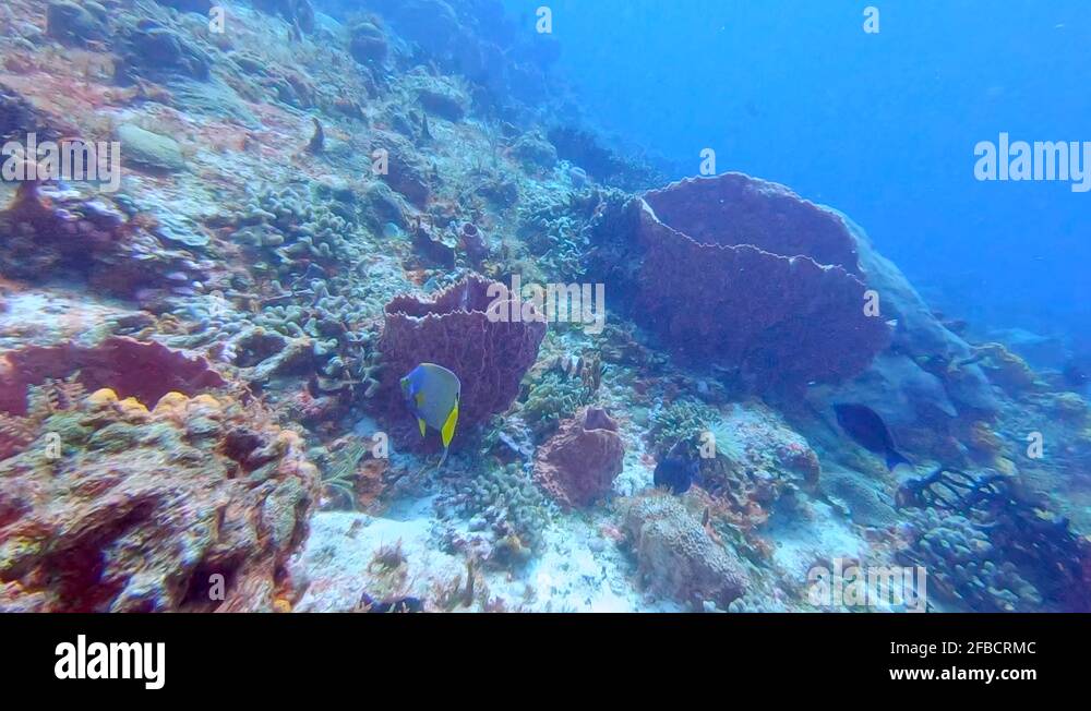 Underwater sea life Stock Videos & Footage - HD and 4K Video Clips - Alamy