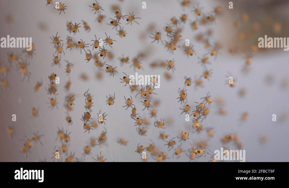 Baby Spiders Nest. Spider Reproduction. Many offspring Stock Video ...