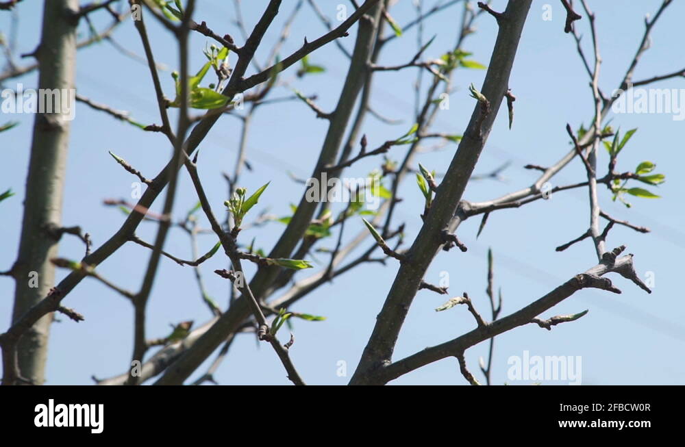 Branch with first green leaves in spring on young tree Stock Videos ...