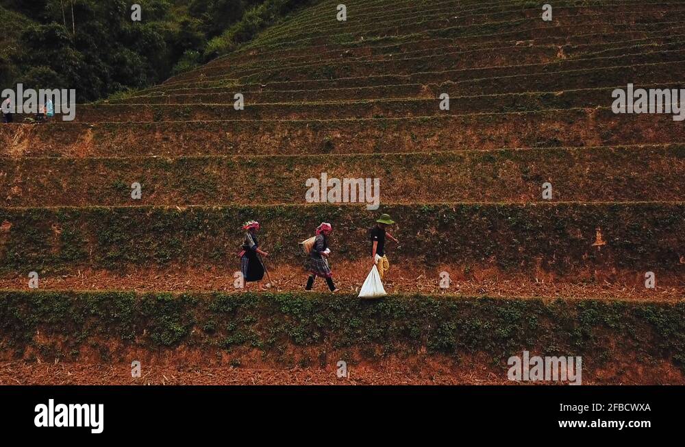 Farming- People walking on the farm land. The step farming method used ...