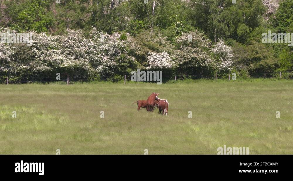 Hereford cattle cow Stock Videos & Footage - HD and 4K Video Clips - Alamy