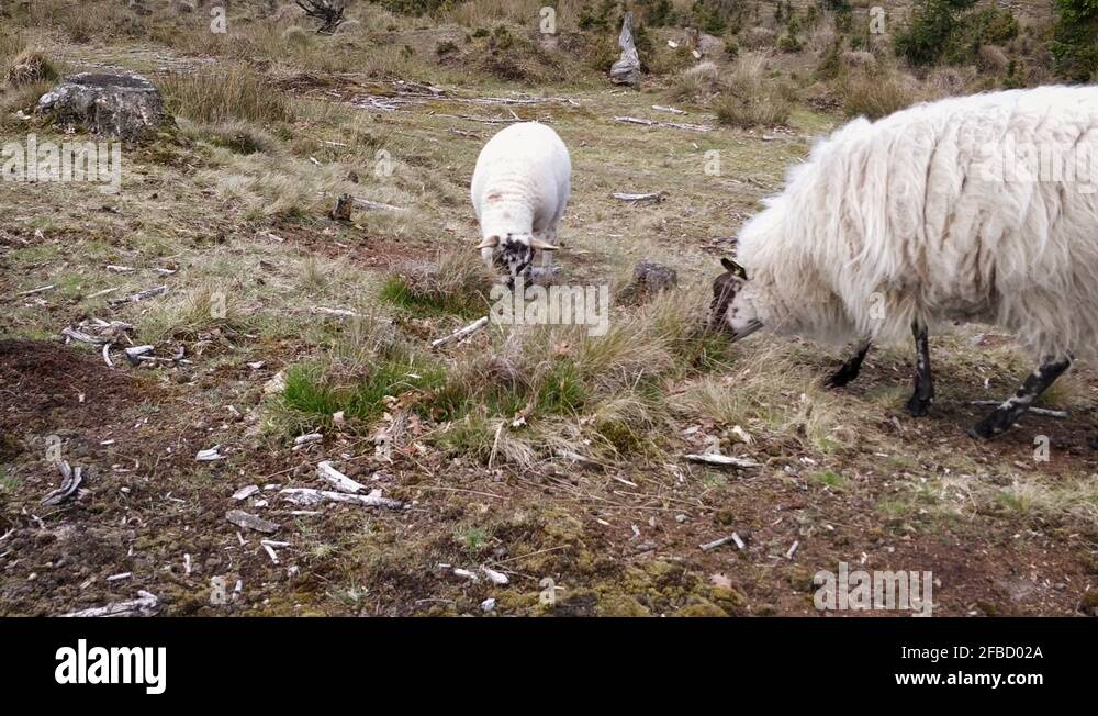 Sand dunes sheep grazing Stock Videos & Footage - HD and 4K Video Clips ...