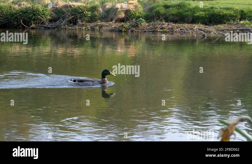Peak wildlife park peak district Stock Videos & Footage - HD and 4K ...