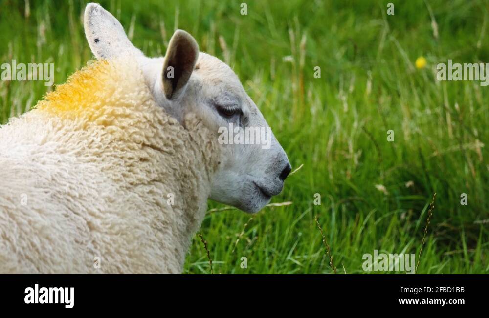 Sheep facing camera Stock Videos & Footage - HD and 4K Video Clips - Alamy