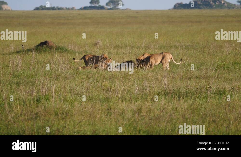 Pride Of Lions Eating Caught Prey In The African Savanna Wildlife Of ...