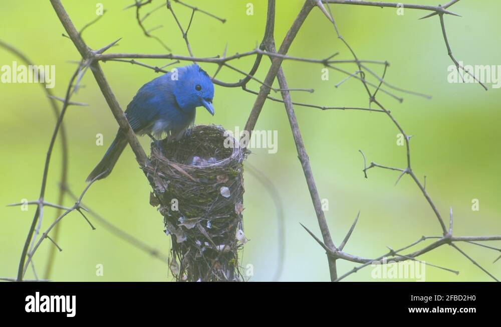 Black naped monarch bird Stock Videos & Footage - HD and 4K Video Clips ...