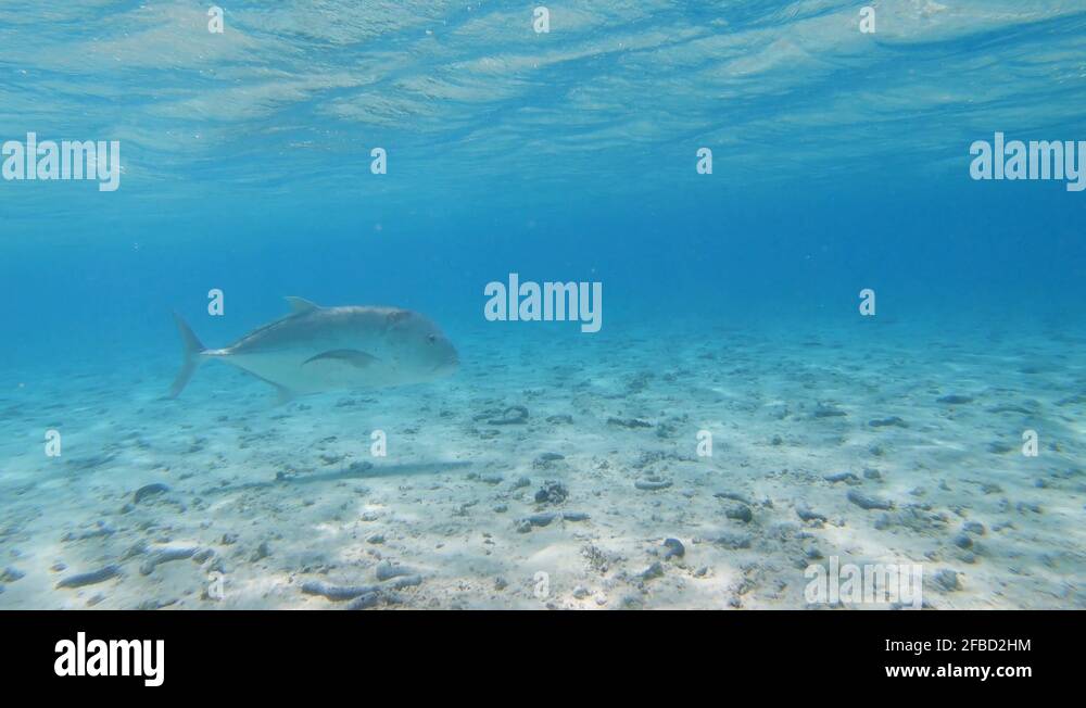 Trevally fish Stock Videos & Footage - HD and 4K Video Clips - Alamy