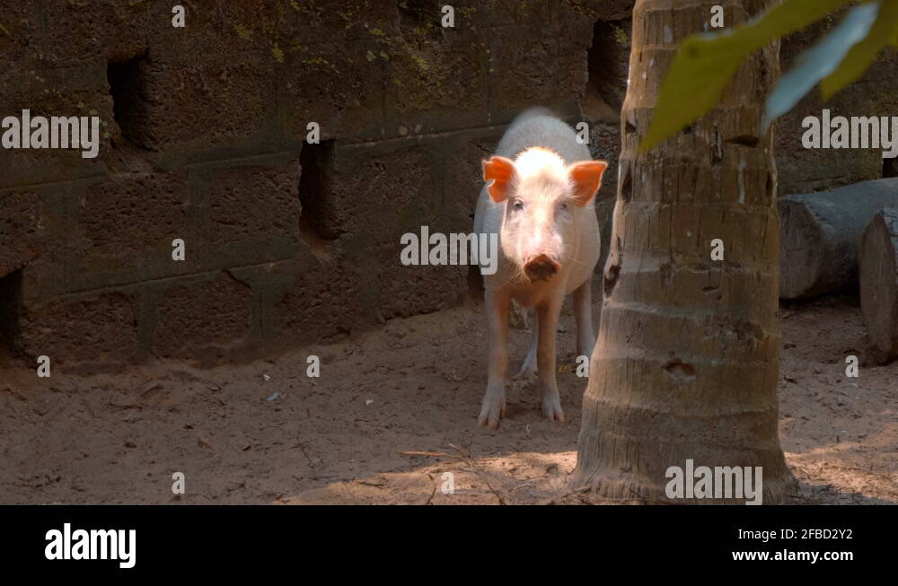 Pig trunks Stock Videos & Footage - HD and 4K Video Clips - Alamy