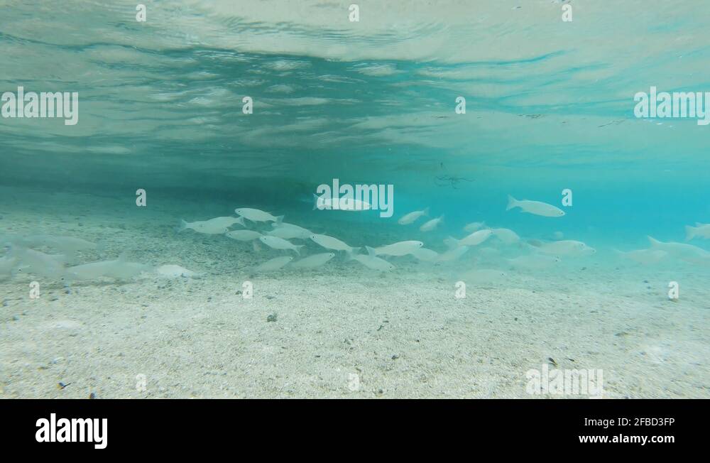 Mullet fish school in shallow protected estuary nursery habitat Stock ...