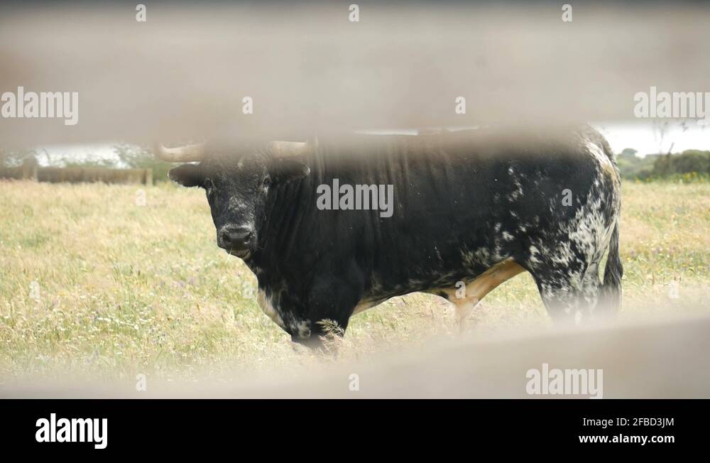 Angry bull field Stock Videos & Footage - HD and 4K Video Clips - Alamy