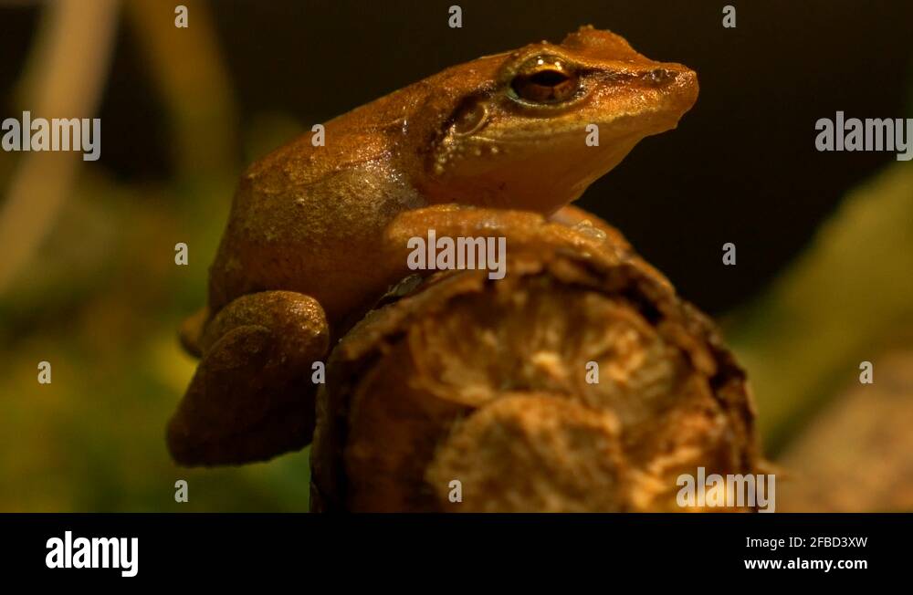 Frog in forest Stock Videos & Footage - HD and 4K Video Clips - Alamy