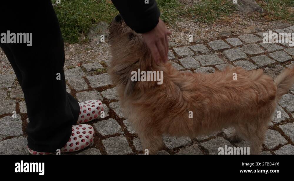 Dog following human Stock Videos & Footage - HD and 4K Video Clips - Alamy