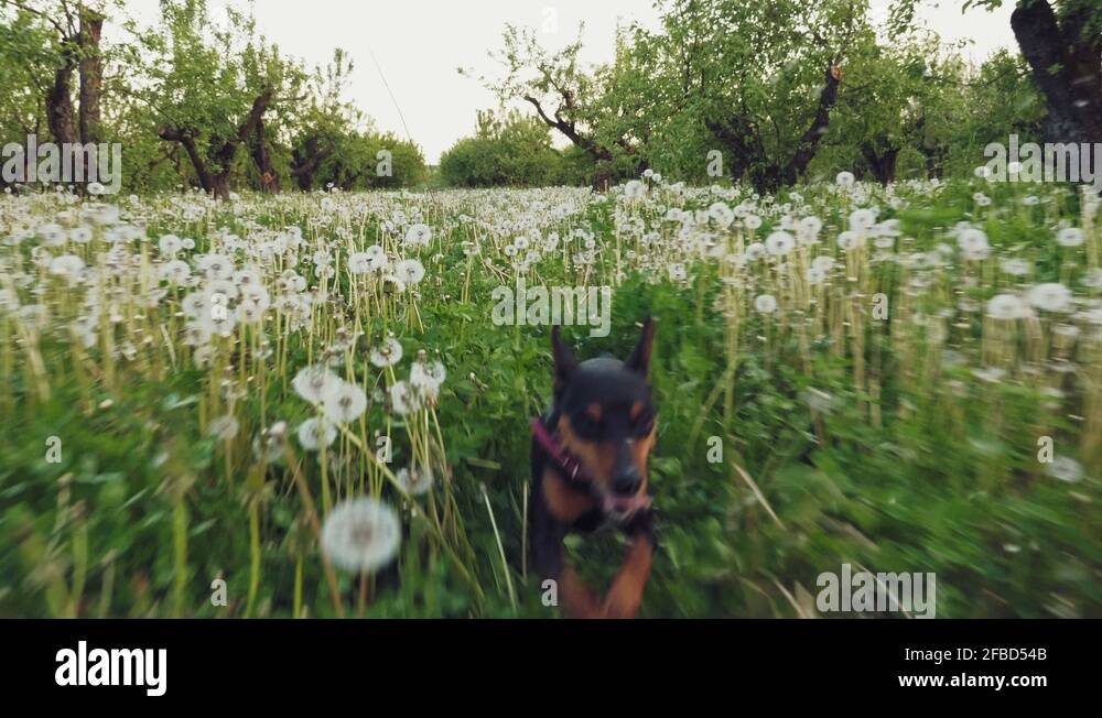 Pin grass Stock Videos & Footage - HD and 4K Video Clips - Alamy