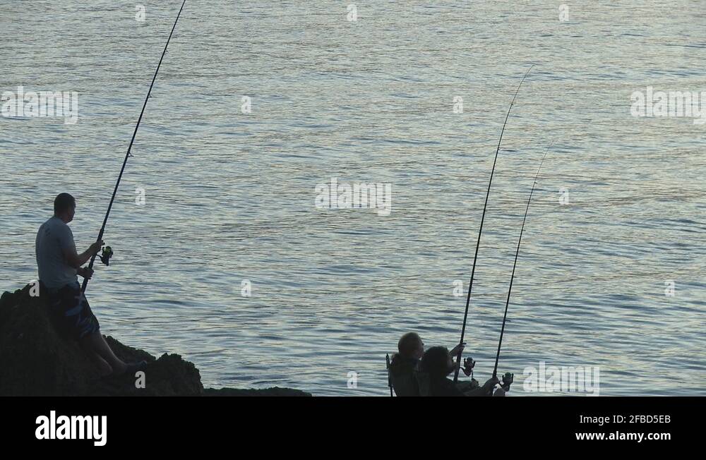 Jumping mullet fish Stock Videos & Footage - HD and 4K Video Clips - Alamy