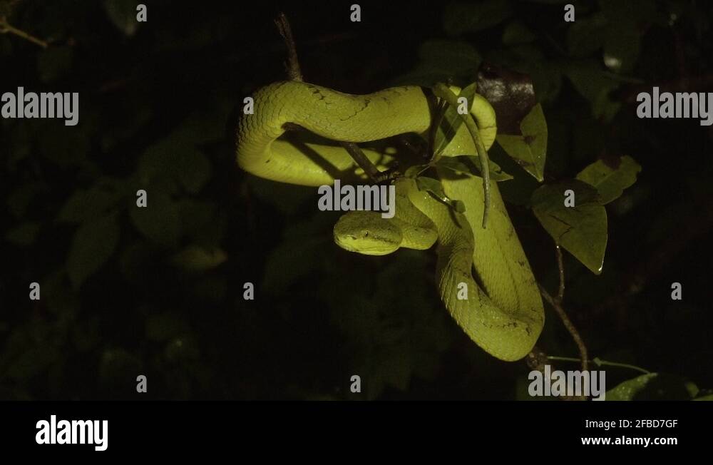 Malabar Pit Viper Snake Ready to Attack Stock Video Footage - Alamy