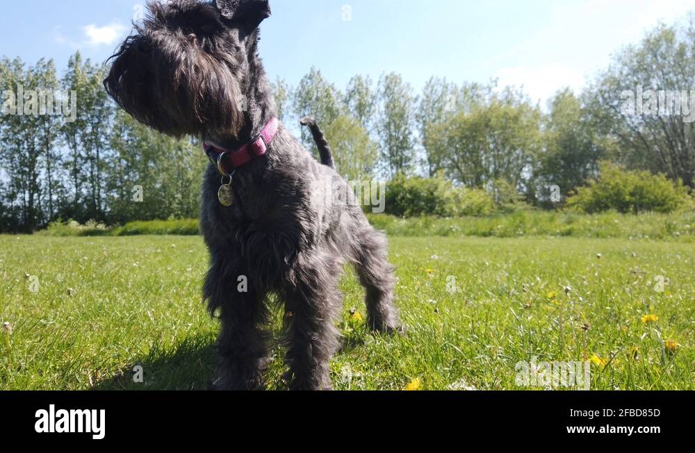 Miniature schnauzer Stock Videos & Footage - HD and 4K Video Clips - Alamy
