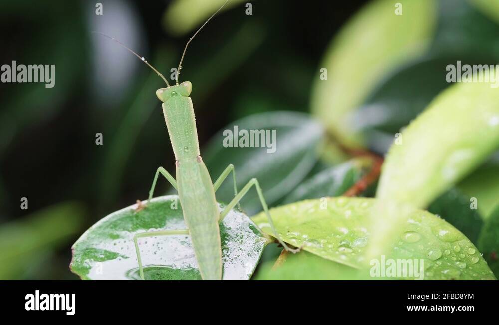 Asia mantis Stock Videos & Footage - HD and 4K Video Clips - Alamy
