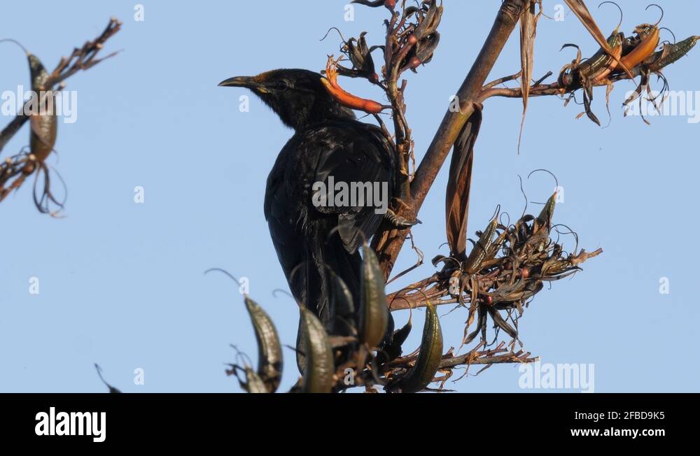 Bird alarm call Stock Videos & Footage - HD and 4K Video Clips - Alamy