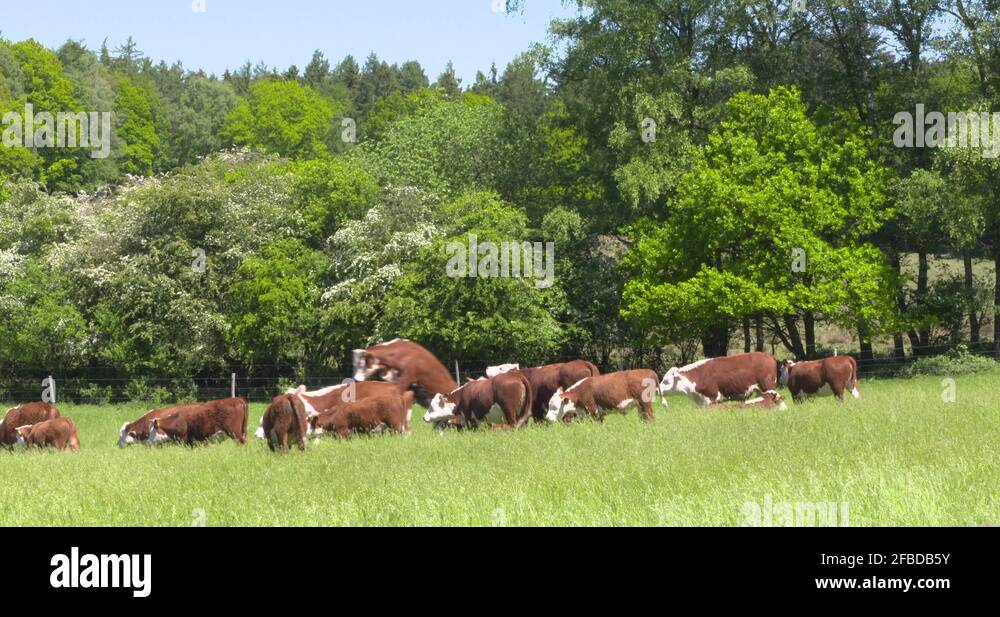 Cow mounting Stock Videos & Footage - HD and 4K Video Clips - Alamy