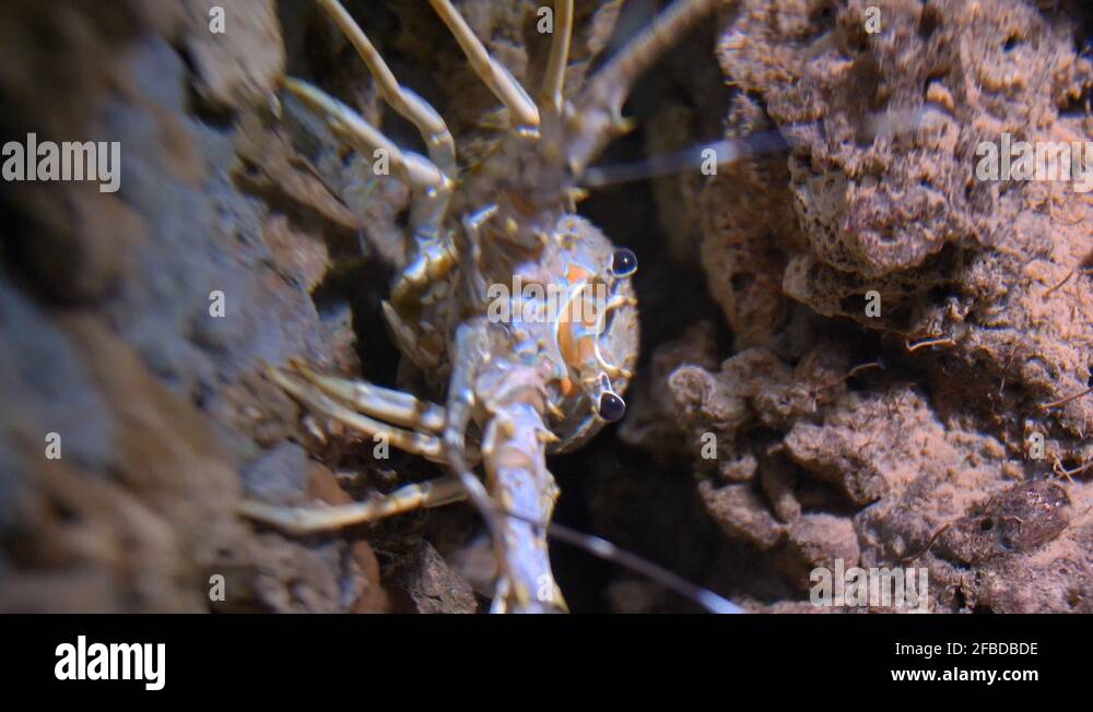 Rock lobster underwater Stock Videos & Footage - HD and 4K Video Clips ...