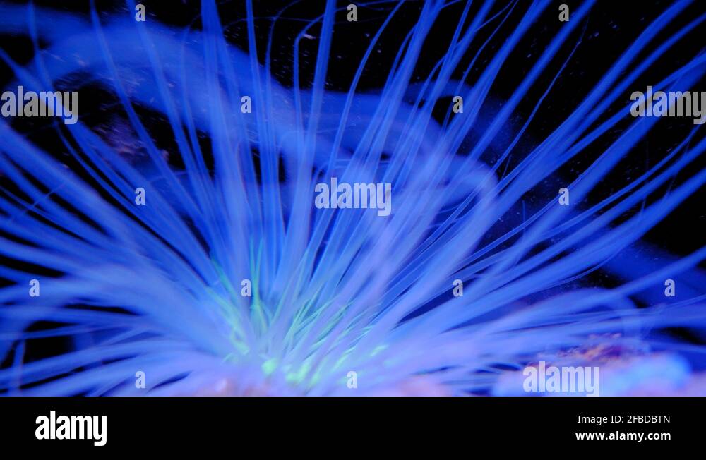 Coral polyp great barrier reef Stock Videos & Footage - HD and 4K Video ...