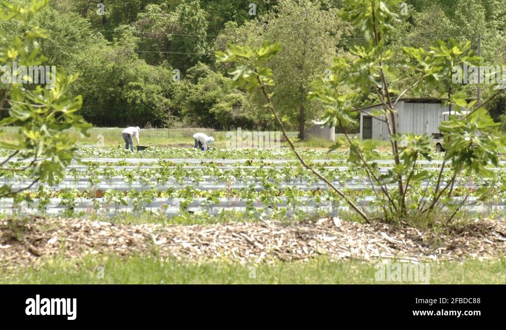 People farming Stock Videos & Footage - HD and 4K Video Clips - Alamy