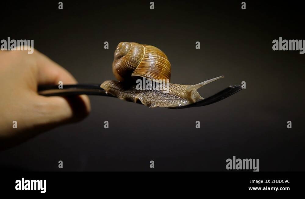 Bourgogne snails Stock Videos & Footage - HD and 4K Video Clips - Alamy
