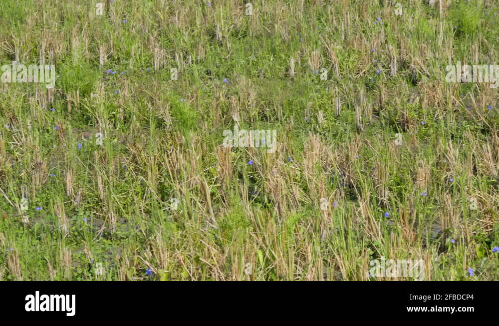 Paddy field goa Stock Videos & Footage - HD and 4K Video Clips - Alamy