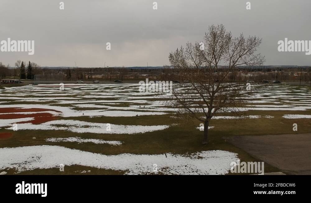Snow field tree Stock Videos & Footage - HD and 4K Video Clips - Alamy
