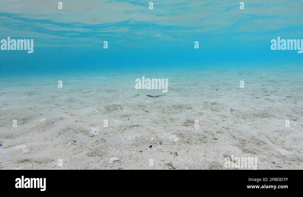Flat fish swimming Stock Videos & Footage - HD and 4K Video Clips - Alamy