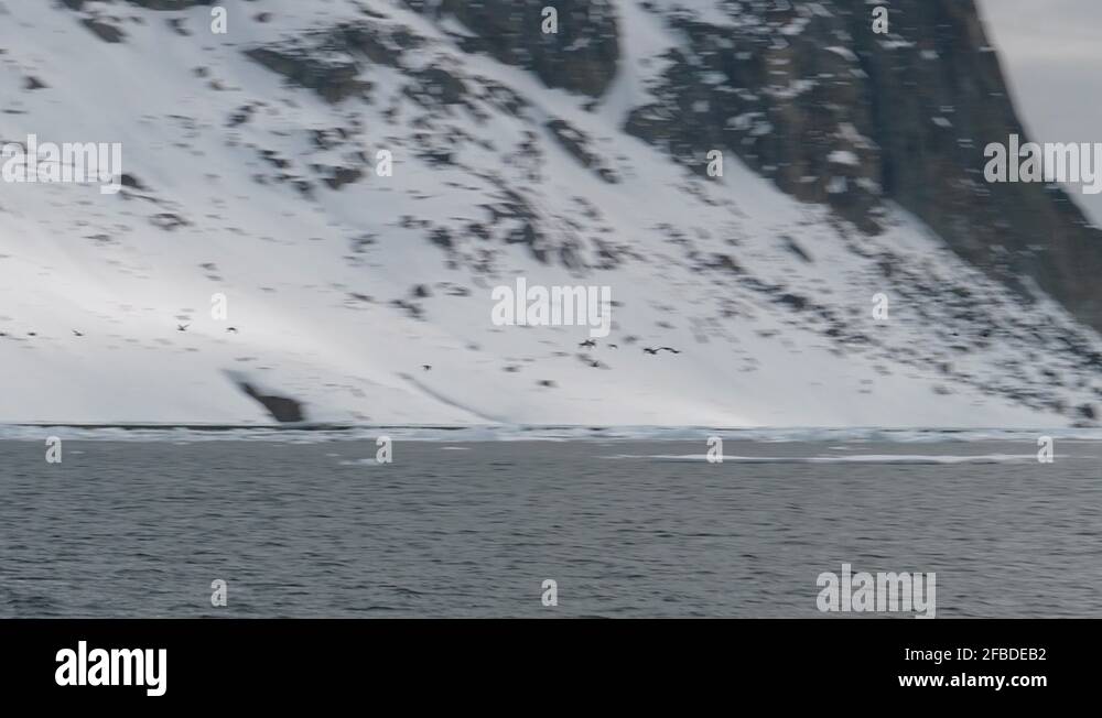 Breeding birds of greenland Stock Videos & Footage - HD and 4K Video ...