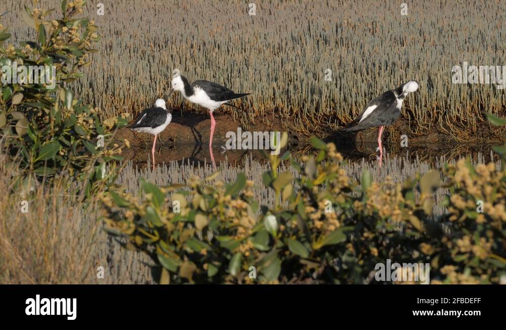 Bird of estuary habitat Stock Videos & Footage - HD and 4K Video Clips ...