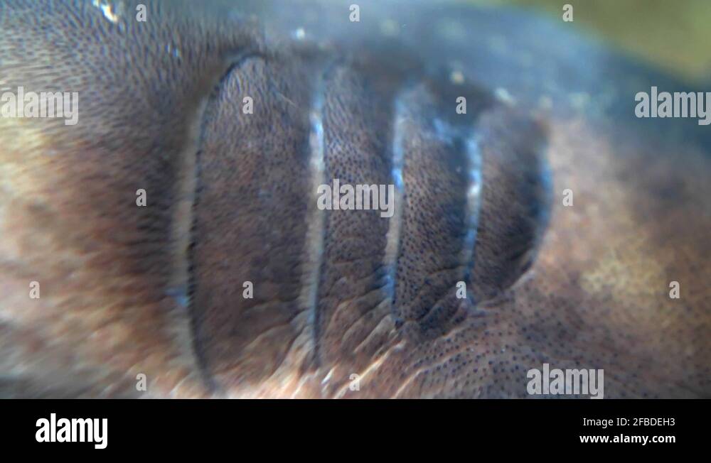 Gills Branchia of Living Fish Breathing Underwater Stock Video Footage ...