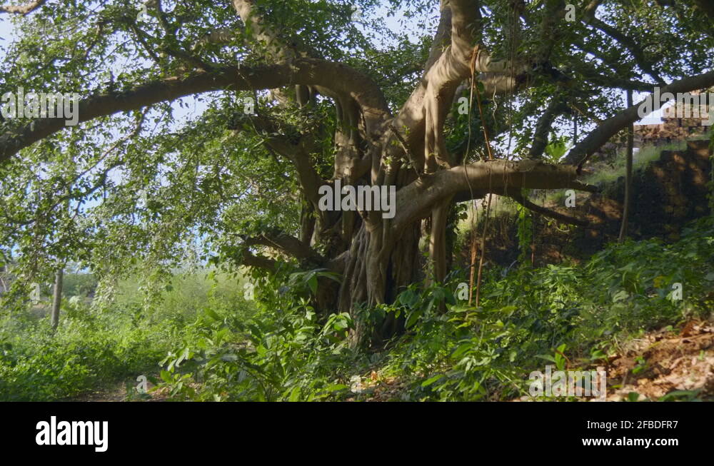 Ficus bengal tree Stock Videos & Footage - HD and 4K Video Clips - Alamy
