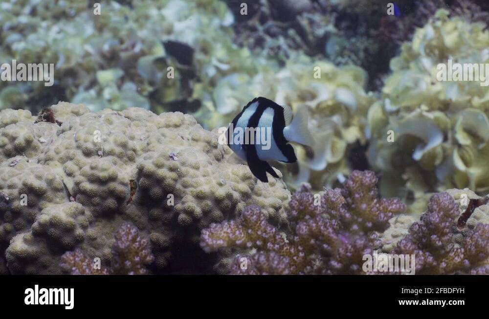 Coral patch with fish at Philippines Filmed with Sony AX 700 1080 Stock ...