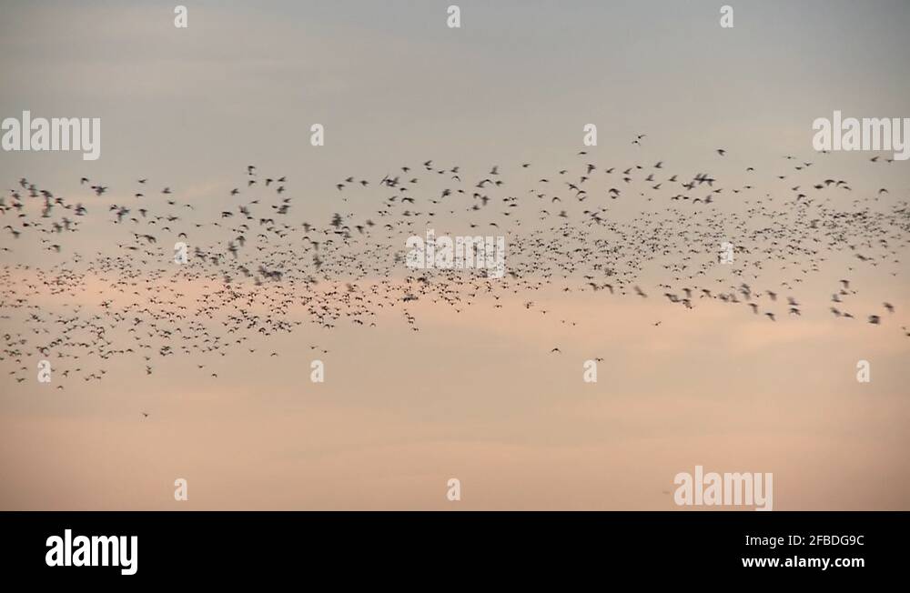 Flight of shorebirds Stock Videos & Footage - HD and 4K Video Clips - Alamy