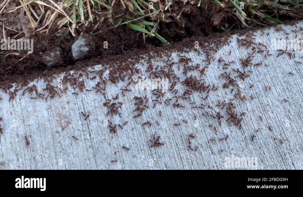 Ant colonies Stock Videos & Footage - HD and 4K Video Clips - Alamy