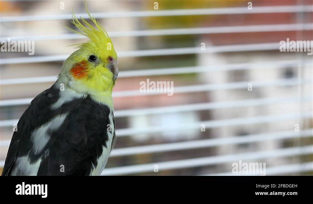 Cockatiel on Cage looking through window Stock Video Footage - Alamy