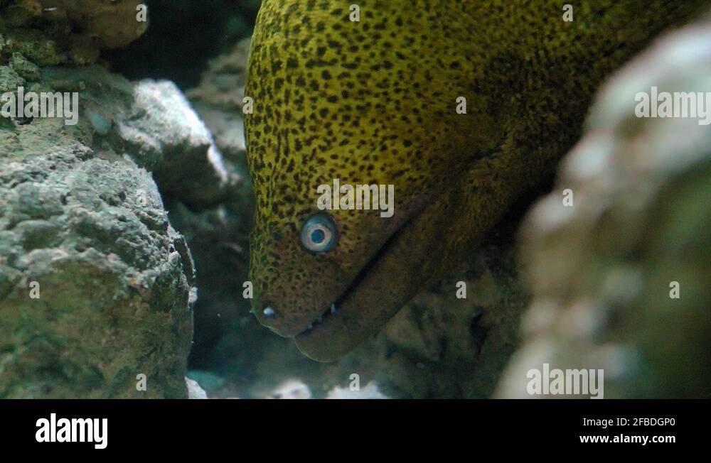 Moray Eel Opening and Closing Jaw Showing Monster Teeth Stock Video ...