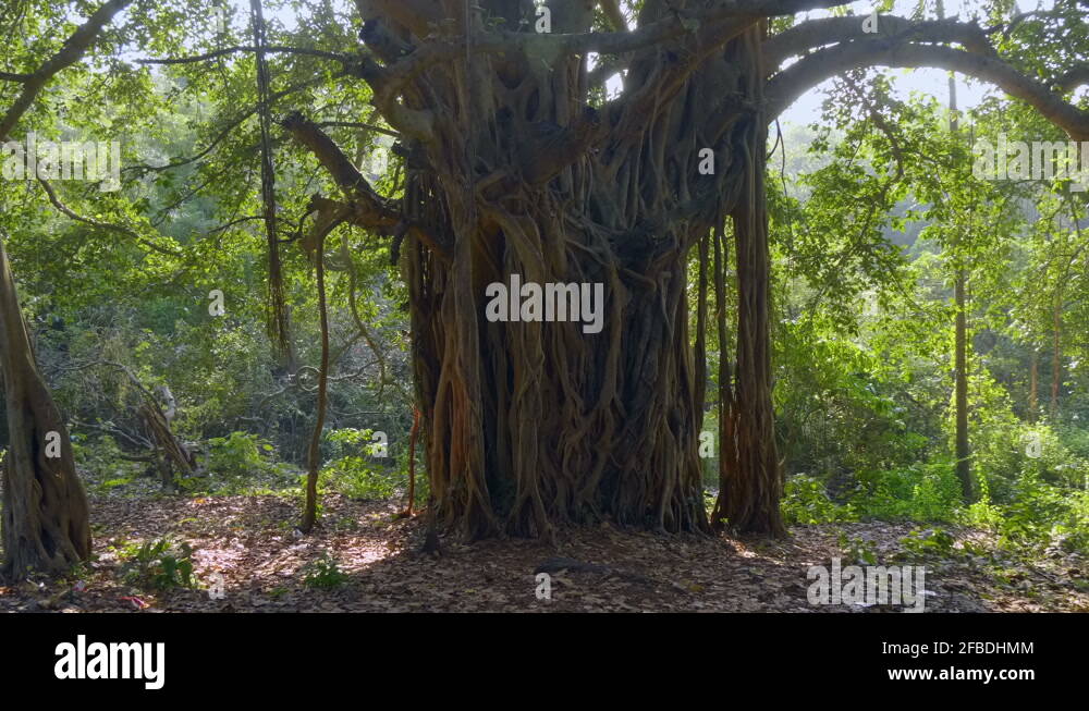 Big ficus or banyan tree - is huge tree in India Stock Video Footage ...