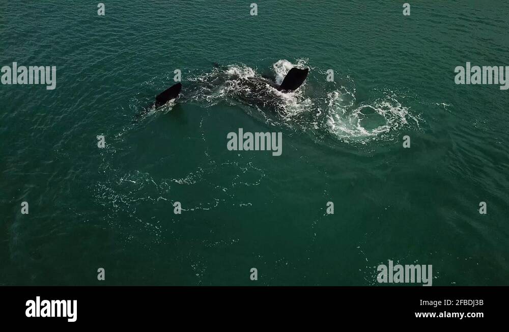 Whales mating Stock Videos & Footage - HD and 4K Video Clips - Alamy