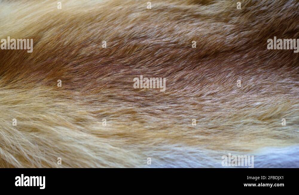 Red fox hairy fur texture Stock Videos & Footage - HD and 4K Video ...
