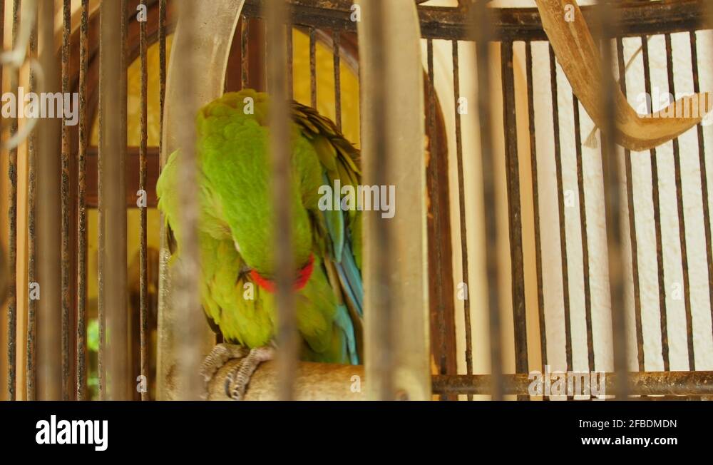 Parrot on a swing Stock Videos & Footage - HD and 4K Video Clips - Alamy