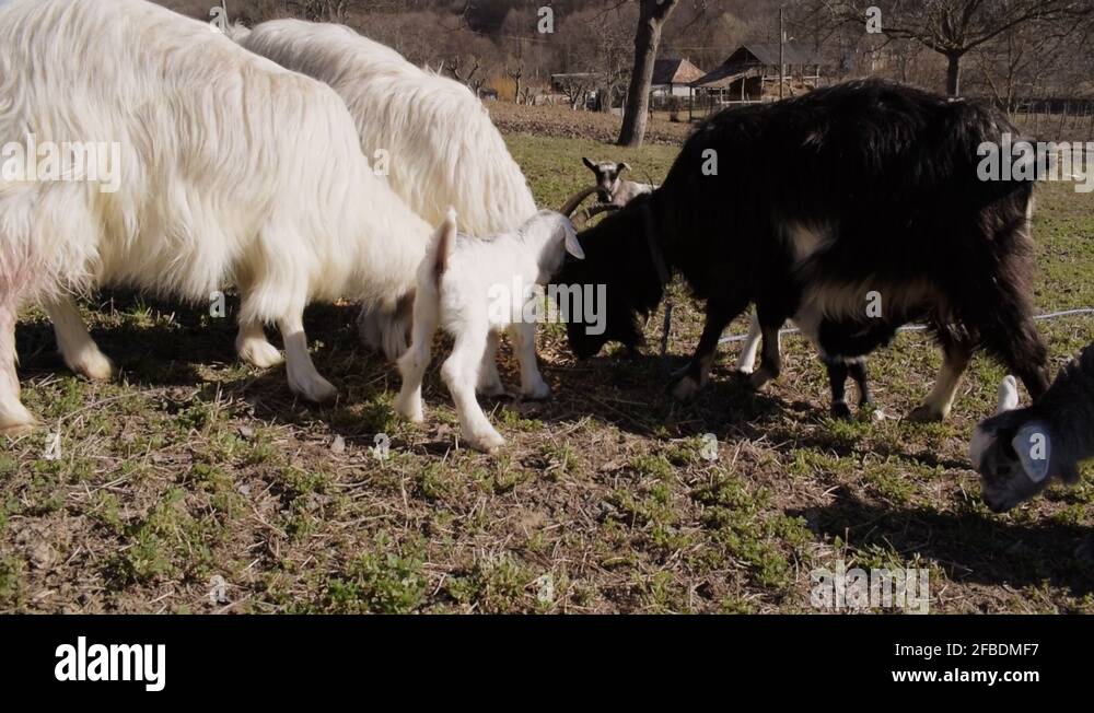 Sad baby animals Stock Videos & Footage - HD and 4K Video Clips - Alamy