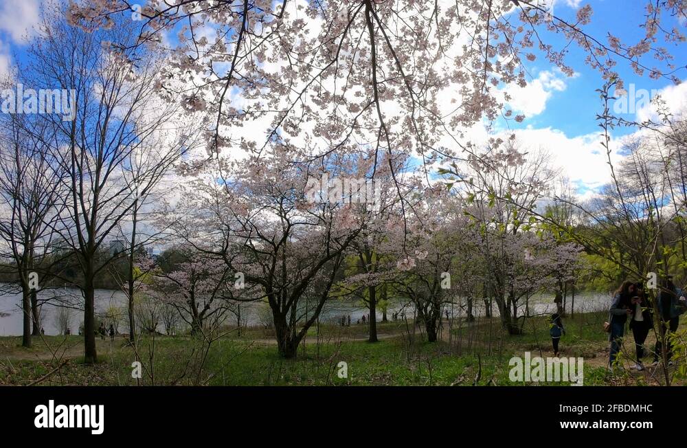 Cherry blossoms high park Stock Videos & Footage - HD and 4K Video ...