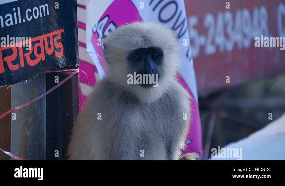 Wild life in india Stock Videos & Footage - HD and 4K Video Clips - Alamy