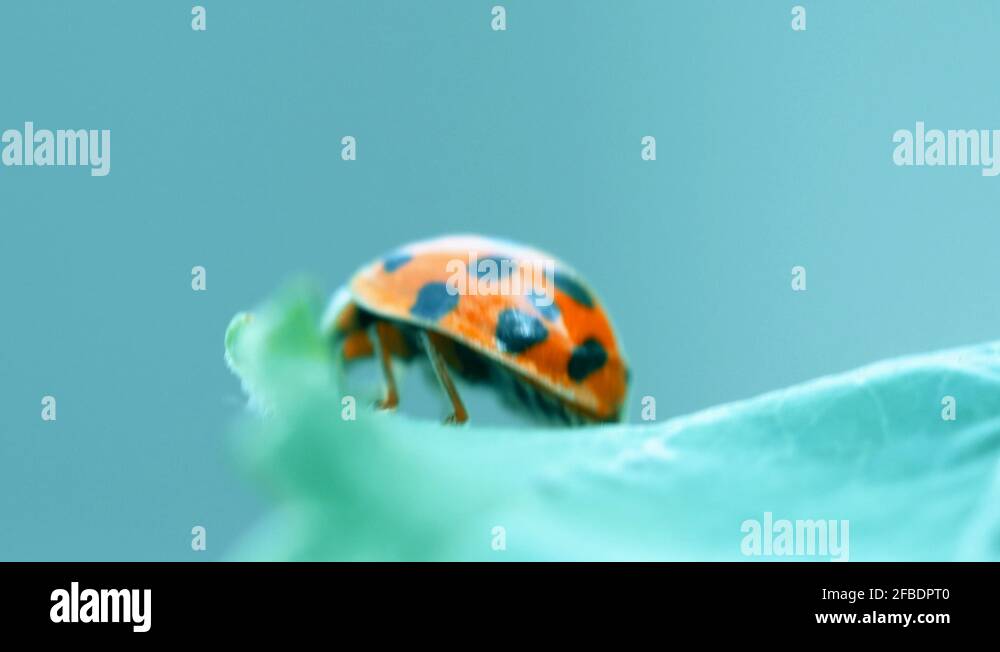 Lady bug flying Stock Videos & Footage - HD and 4K Video Clips - Alamy