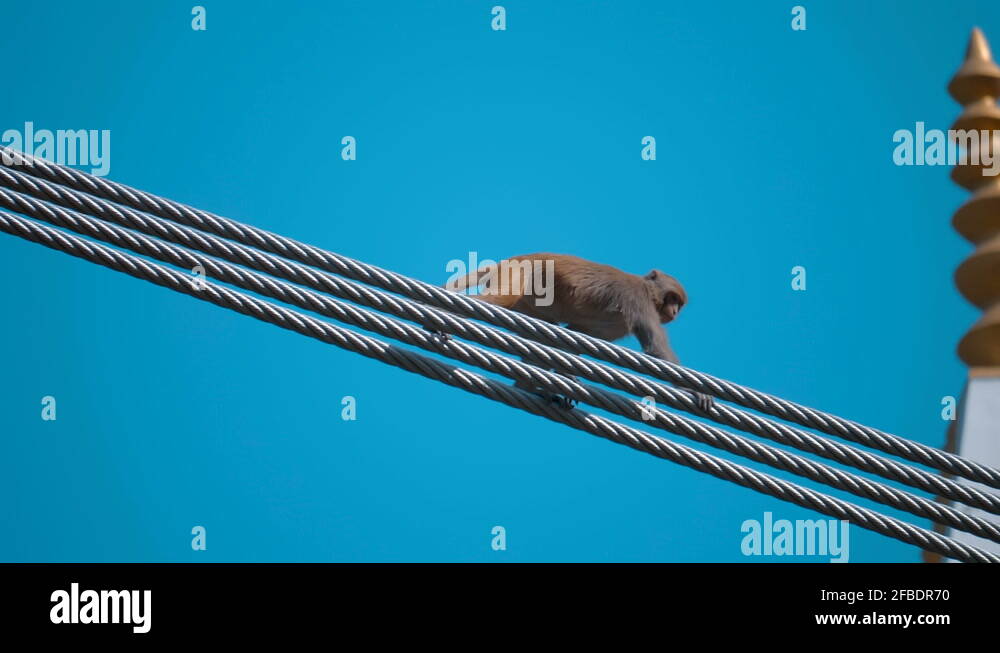 Monkeys cable Stock Videos & Footage - HD and 4K Video Clips - Alamy