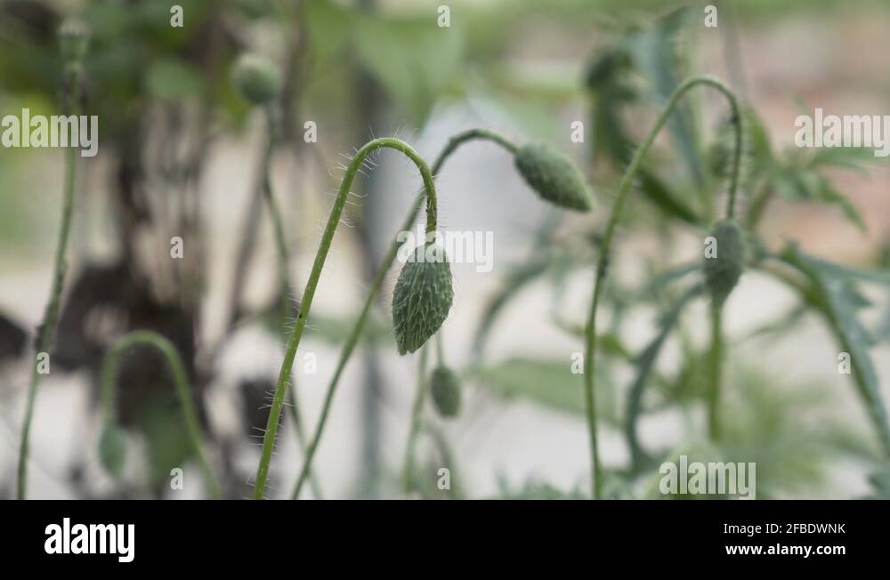 Bud seed Stock Videos & Footage - HD and 4K Video Clips - Alamy