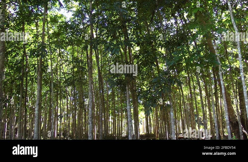 Mahogany Stock Videos & Footage - HD and 4K Video Clips - Alamy